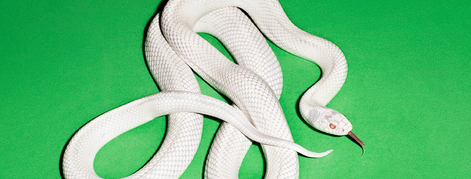 Deftones regresan con "Private Music" y lanzan su nuevo sencillo "My ...